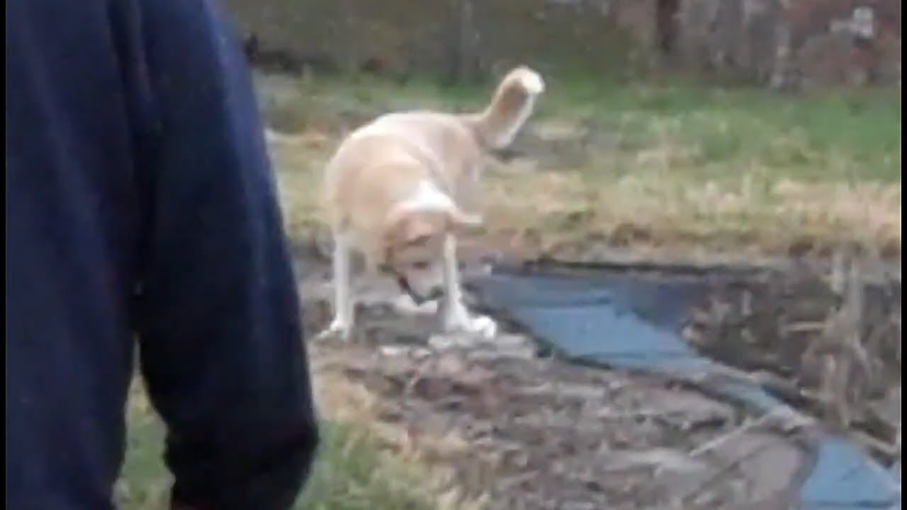 Fetch fail. It's okay. - YouTube