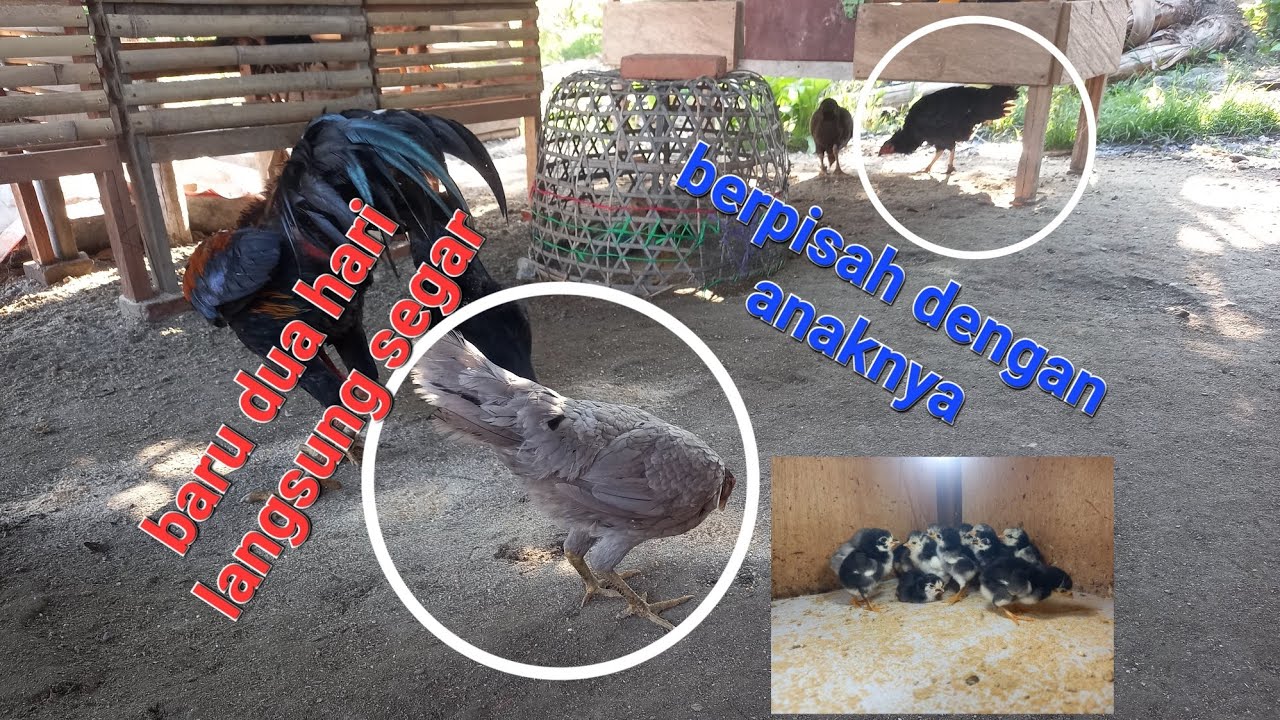 Review induk ayam kampung yang baru menetaskan telurnya @Pates84Saatu ...
