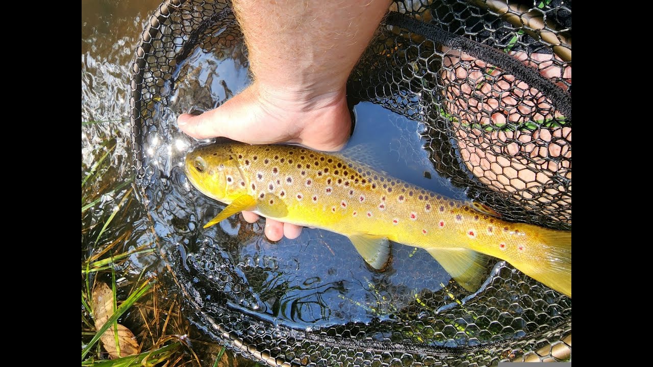 Fly fishing a SECLUDED Victorian Stream NYMPH UNDER DRY. Summer ...
