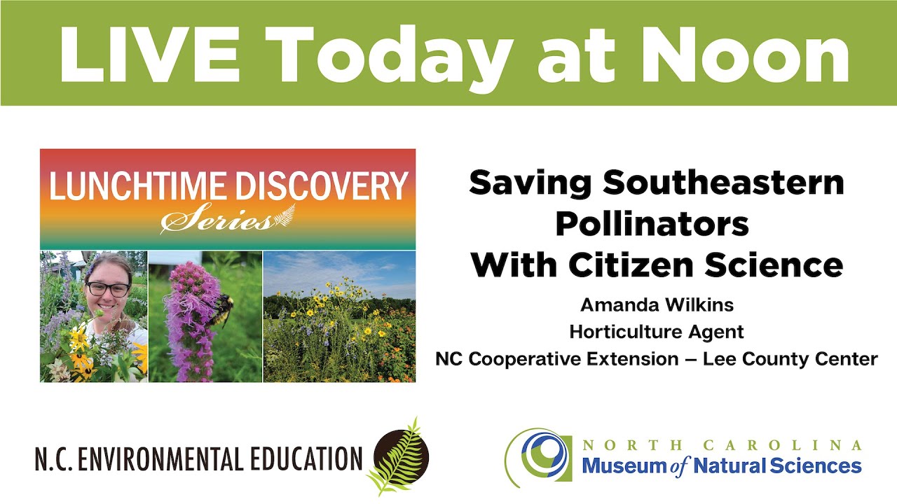 Lunchtime Discovery: Saving Southeastern Pollinators With Citizen ...