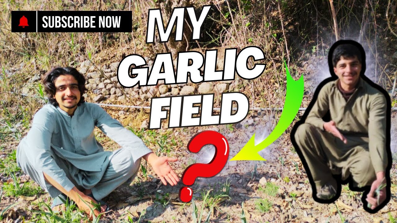 My Pakistani Garlic Field: A Farming Adventure || My garlic field in ...