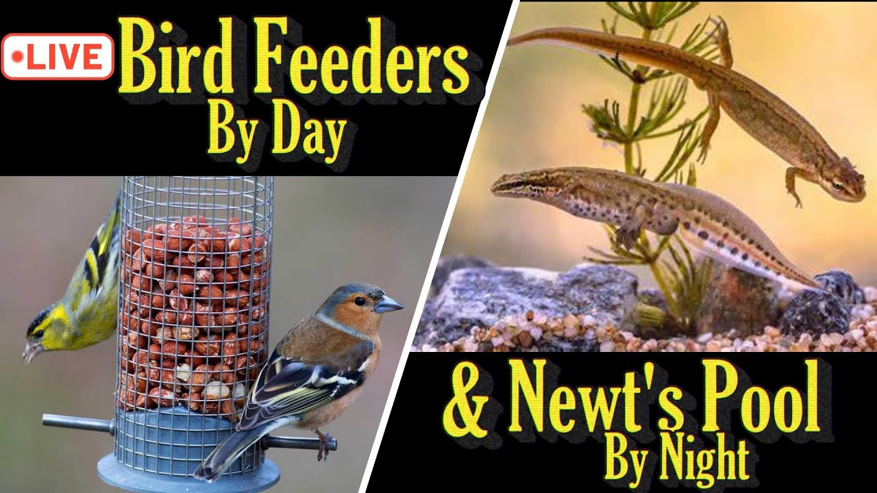 🔴LIVE - Bird Feeder's🐦By Day - Newt Pool By Night(Wildlife Garden Cam ...