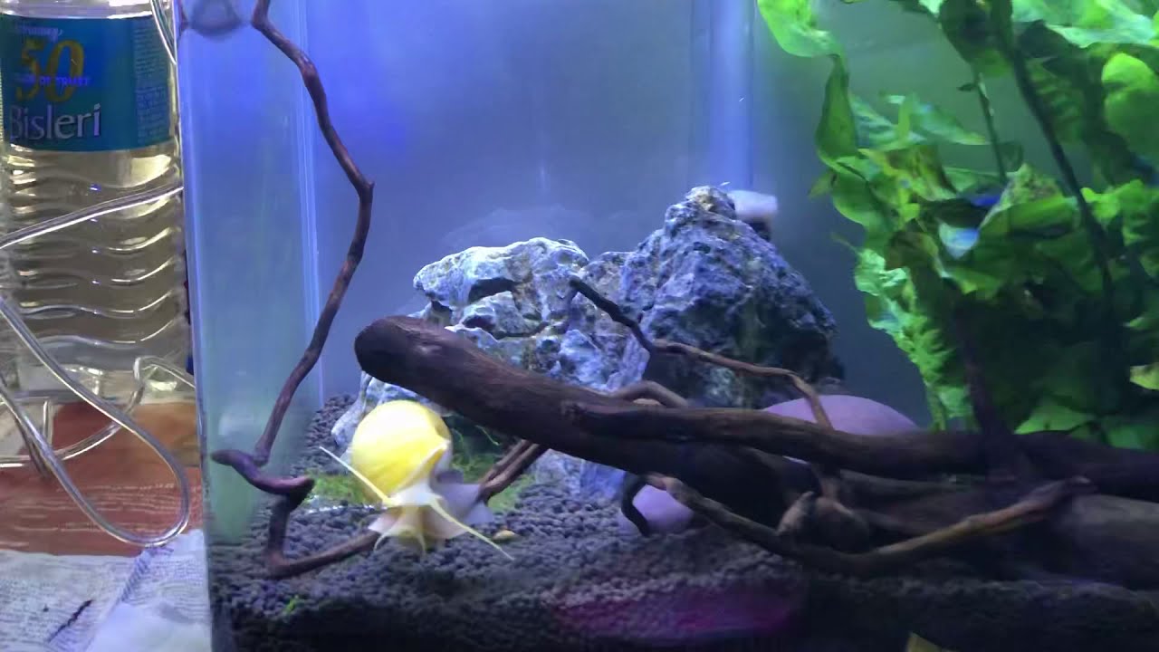 Planted tank update - Betta community tank - YouTube
