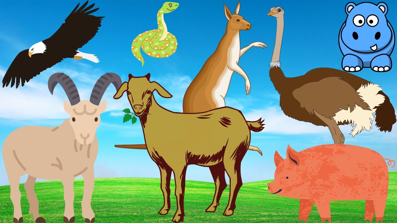 Learn animal songs, pets, wild animals, ostrich, kangaroo, hippo, boar ...