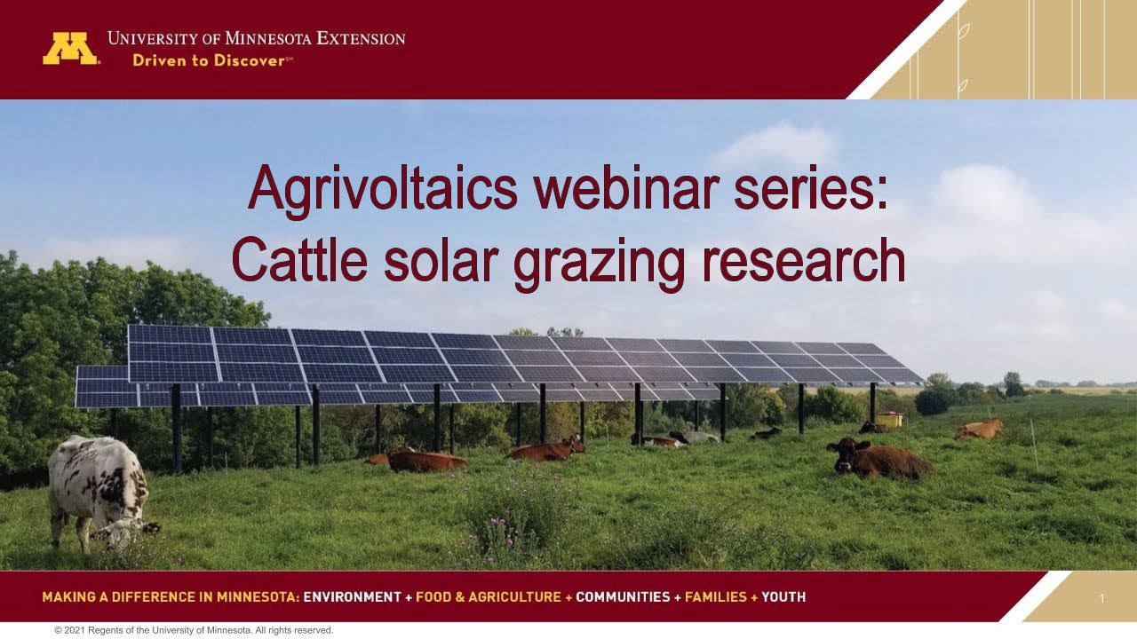 Cattle solar grazing research - YouTube