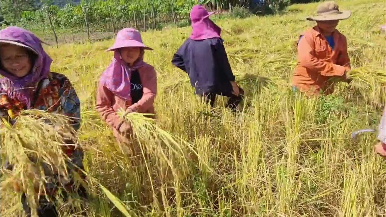 hnub no peb sawv daws mus pab tias mos thiab yawm txiv nkawv hlais nplej os 2/11/2022 - YouTube