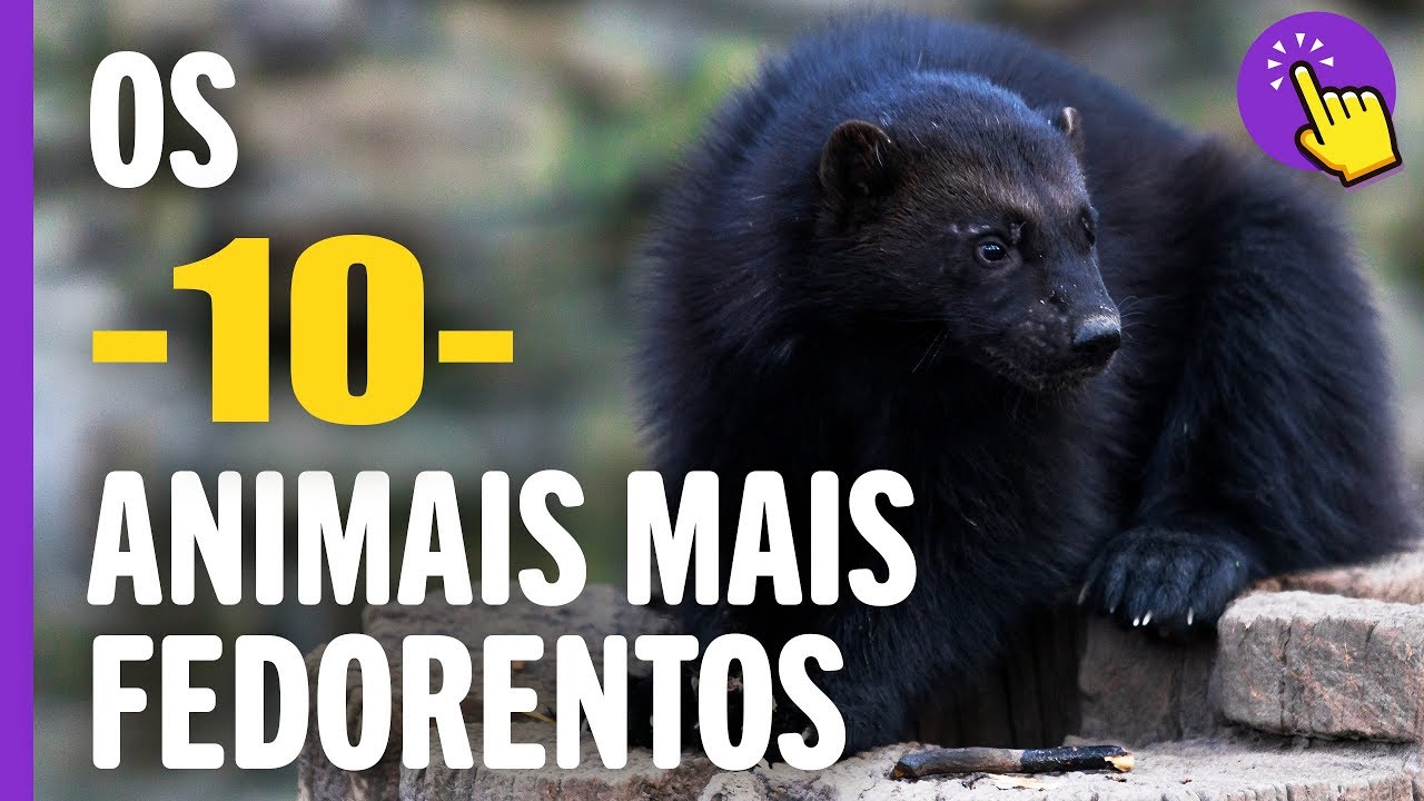 Os 10 animais mais fedorentos | Informações interessantes | Ter em ...