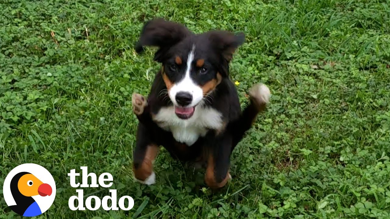 We Dare You Not To Adopt This Puppy 😍 | The Dodo - YouTube