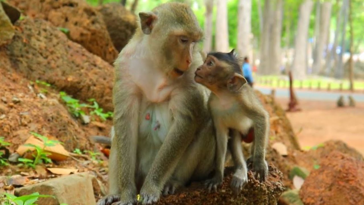 Amazing Baby Lewis Asking Mom Noni Milk | Monkey Tube - YouTube