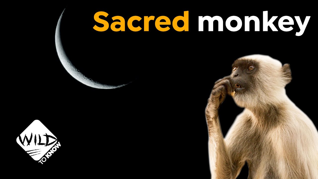 Why this Monkey is Holy: The Hanuman Langur | Wild to Know - YouTube