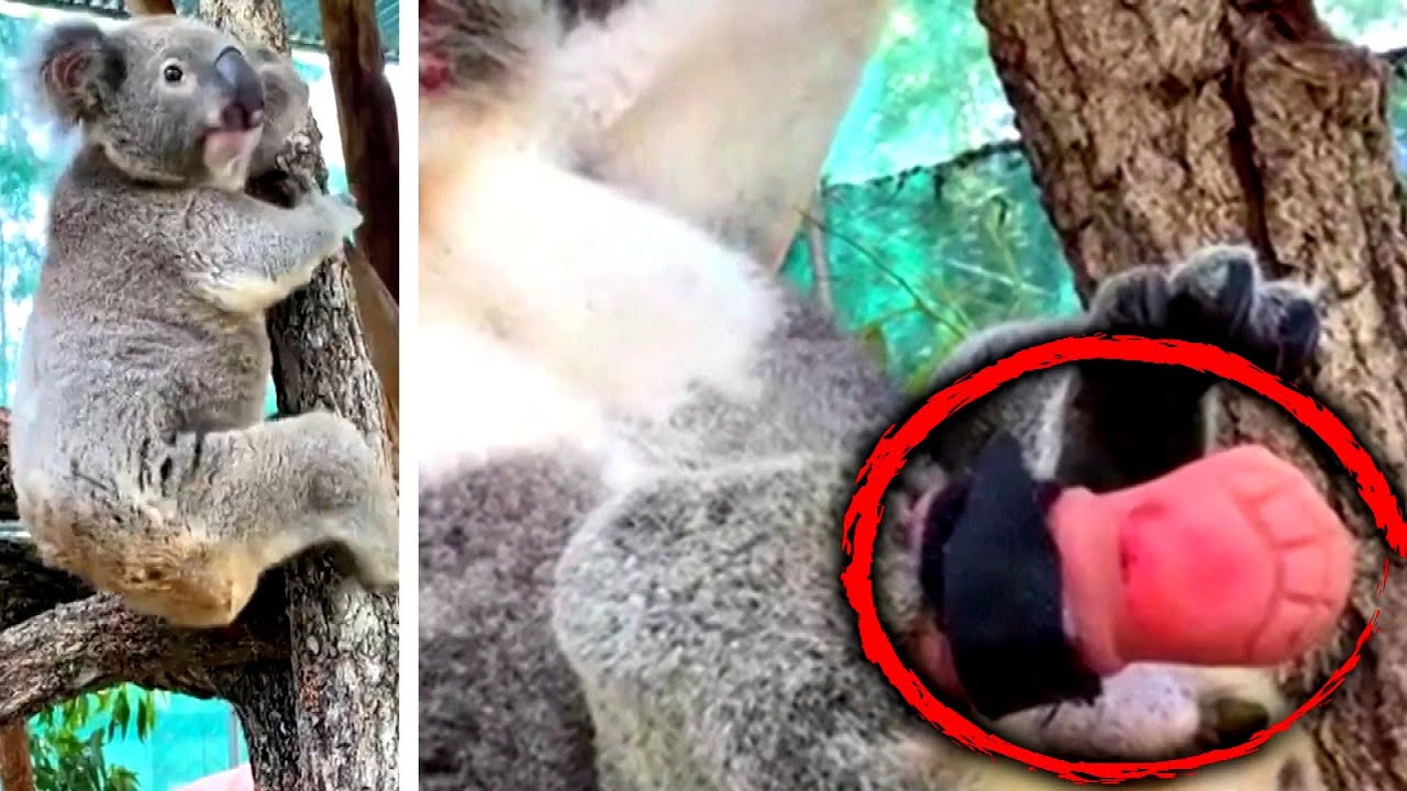 This Koala Is the First to Receive Prosthetic Foot - YouTube