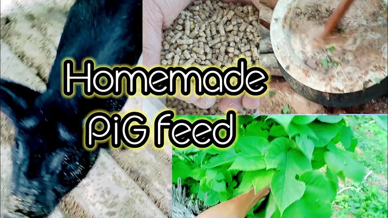 How to make pig feed in home - YouTube