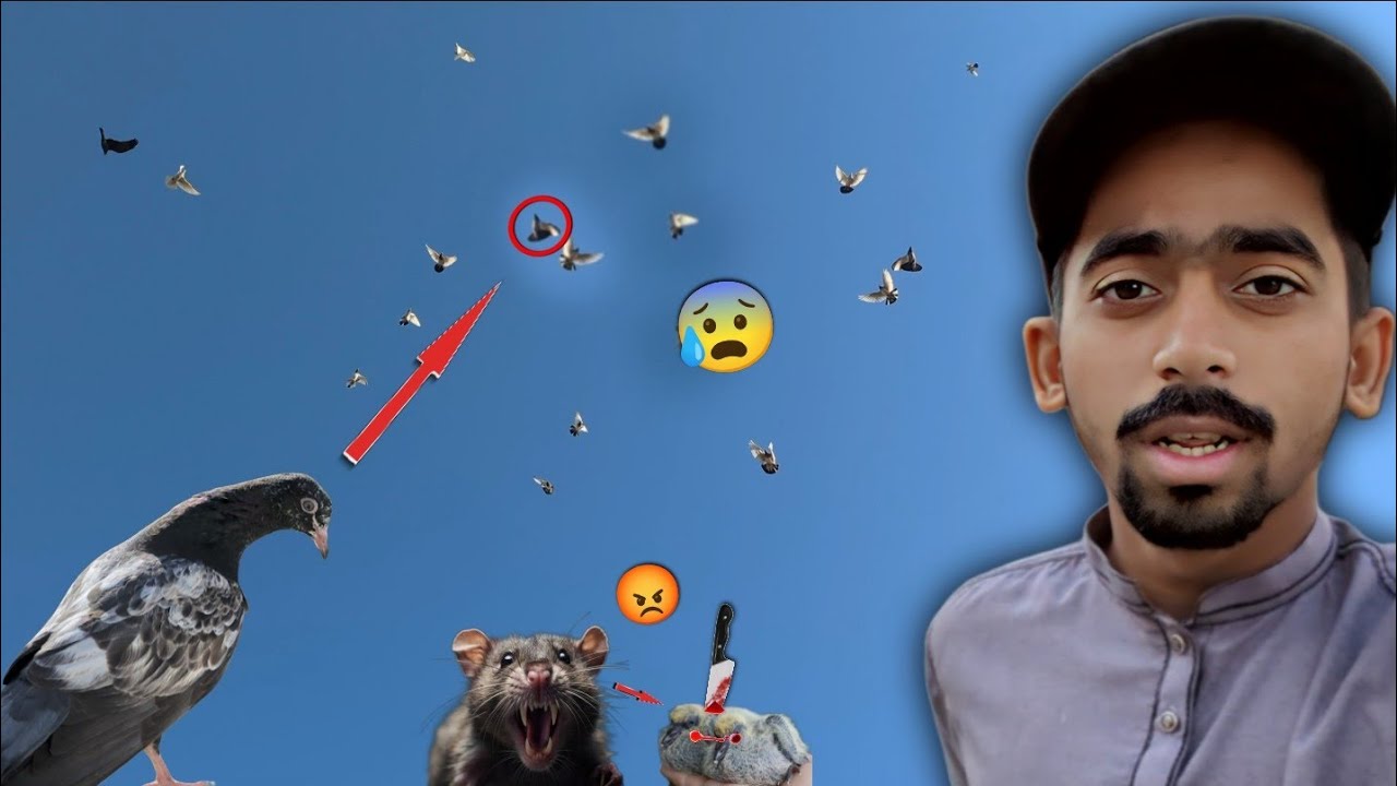 Subha Subha New Baby Pigeons Urra Dia😰 || Chuha Na Kabootar Ka Bacha ...