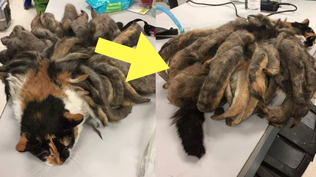 Neglected cat freed after having two pounds of matted fur removed ...