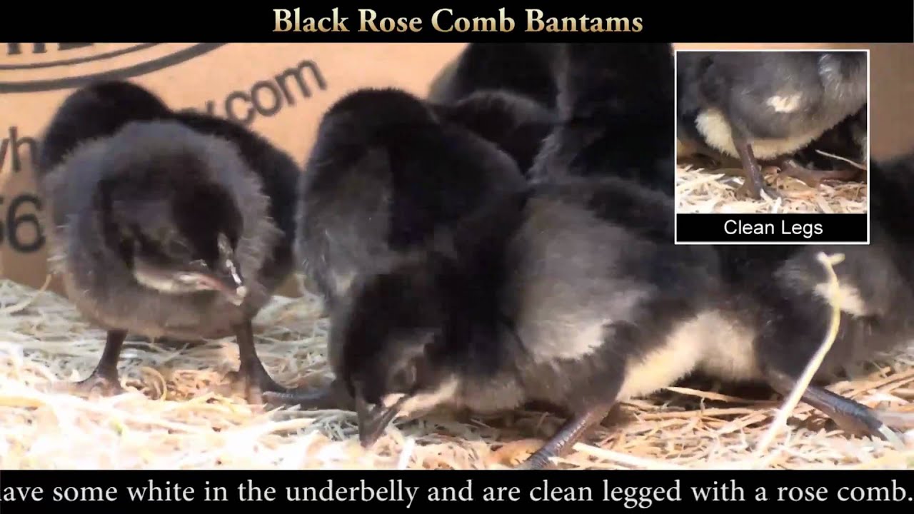Black Rose Comb Bantam Chicks - YouTube