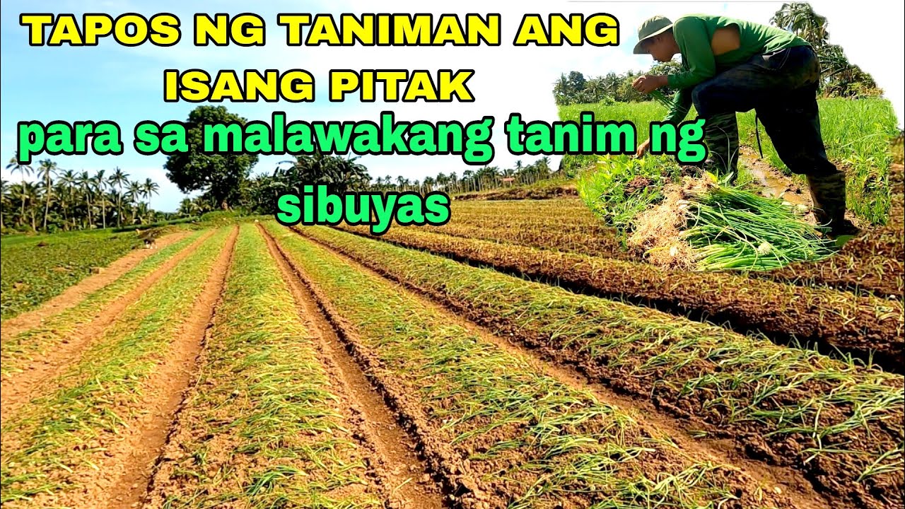 NAKATAPOS NA SA ISANG PITAK PARA SA MALAWAKANG SIBUYAS - YouTube
