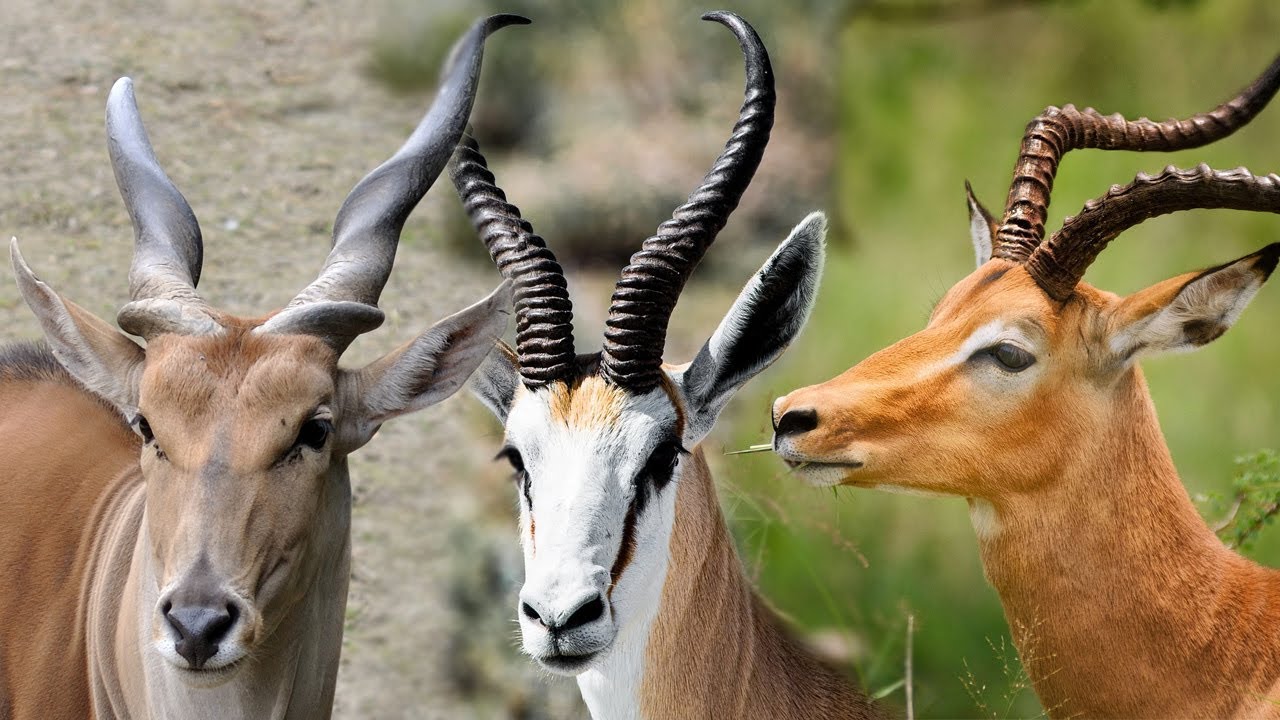 Perbedaan Impala, Gazelle, Springbok, Antelope, dan Lain Sebagainya ...