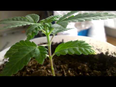 Northern Lights 12/12 from seed