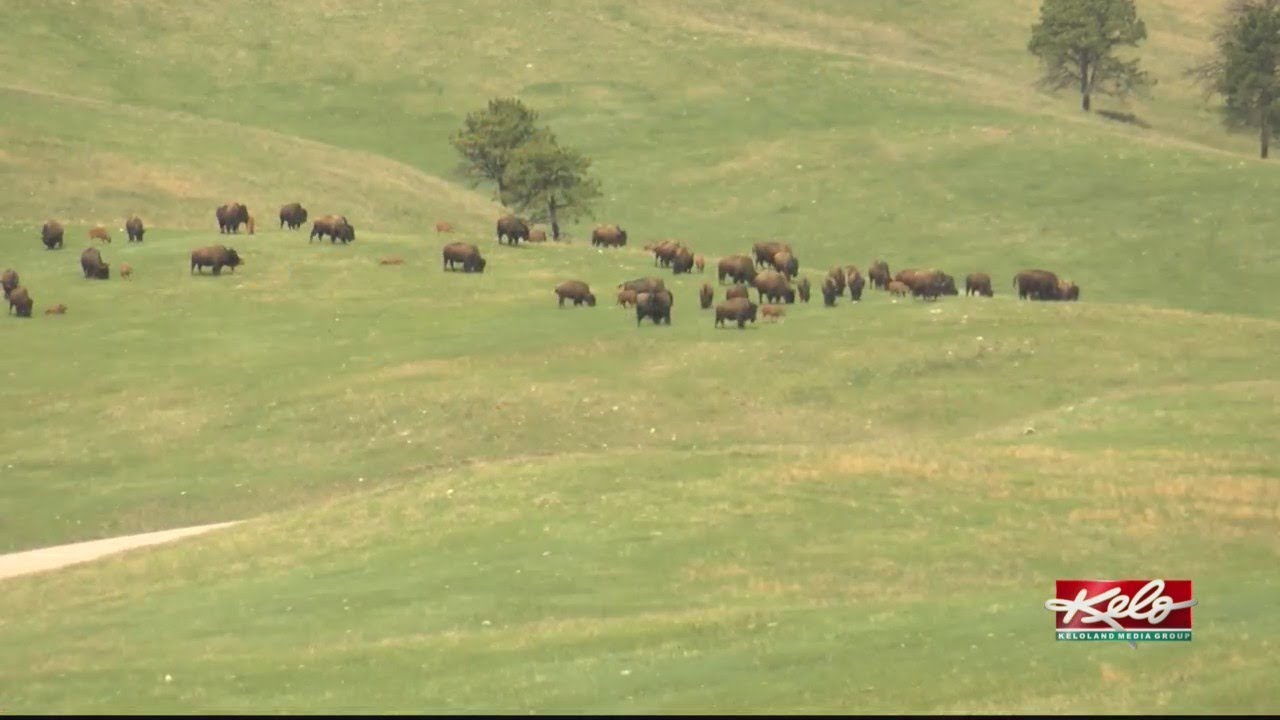 New Bison Center set to open at Custer State Park - YouTube