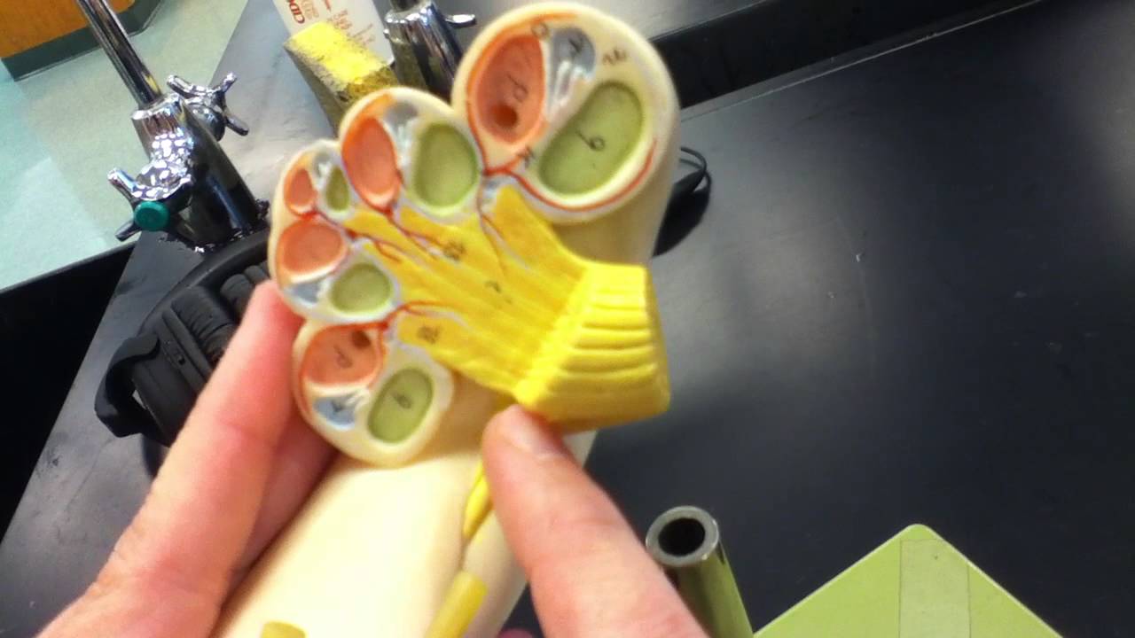 Inner Ear Model - YouTube