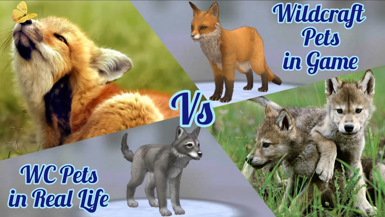 WildCraft Pets in Game Vs. in Real Life | WildCraft - YouTube