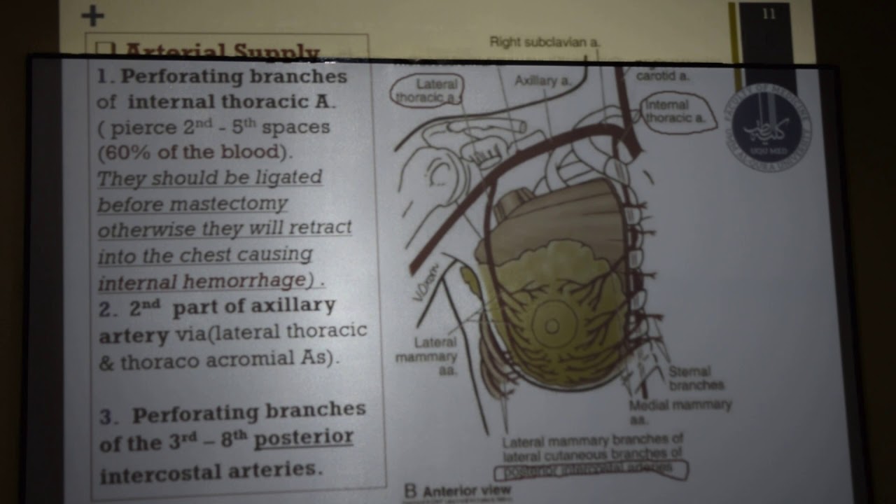 Anatomy - Anatomical Landmark of Breast and its clinical significance ...