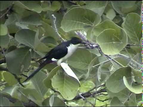 Migratory Bird Jacobin Cuckoo, Pied Cuckoo, or Pied Crested Cuckoo ...