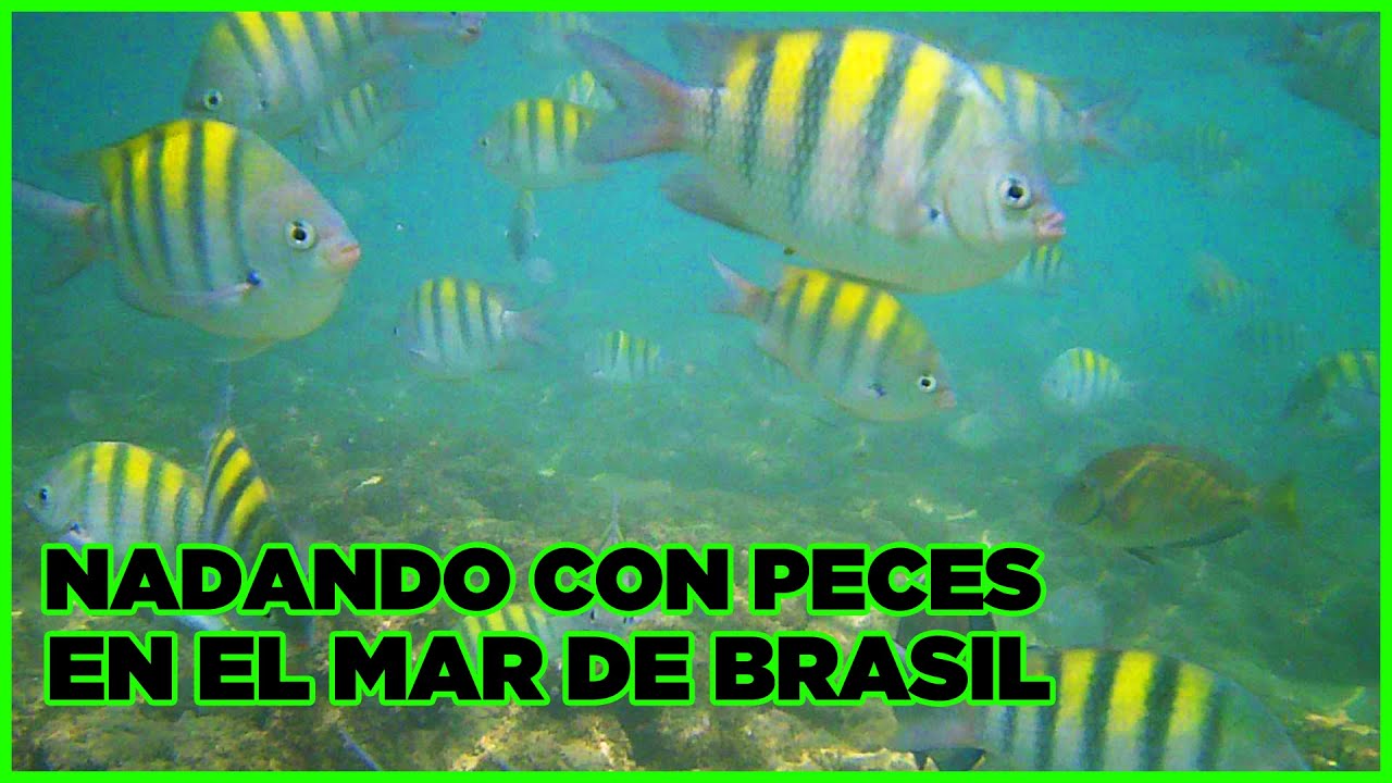 [NORTE DE BRASIL] Nadando con PECES en el mar de Praia do Cupe - YouTube