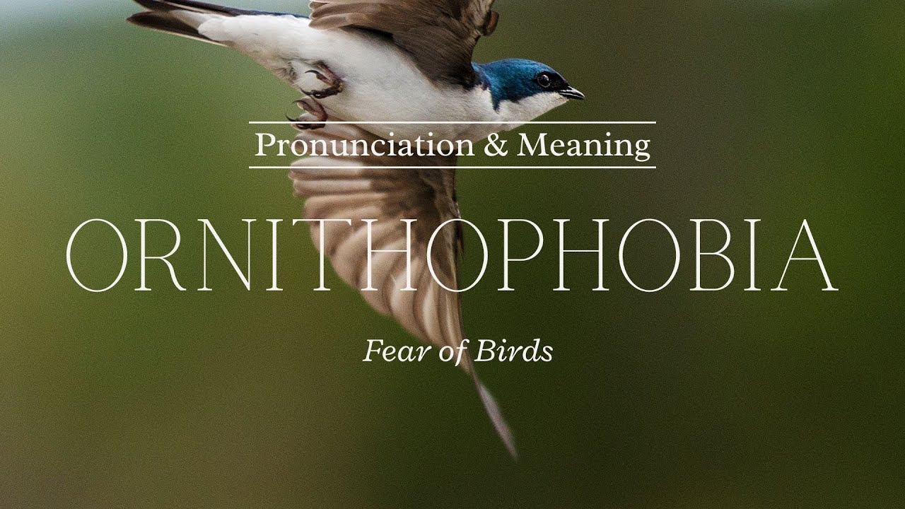 How to Pronounce: Ornithophobia | British Pronunciation & Meaning - YouTube