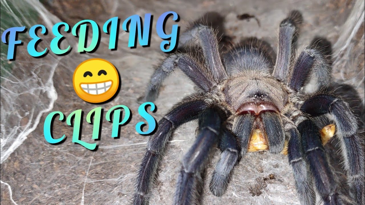 This week's feedings - YouTube