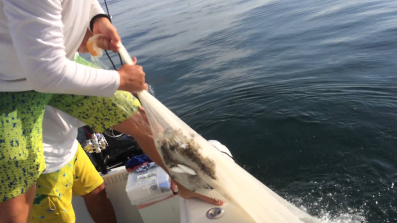 Catching pilchards key largo - YouTube