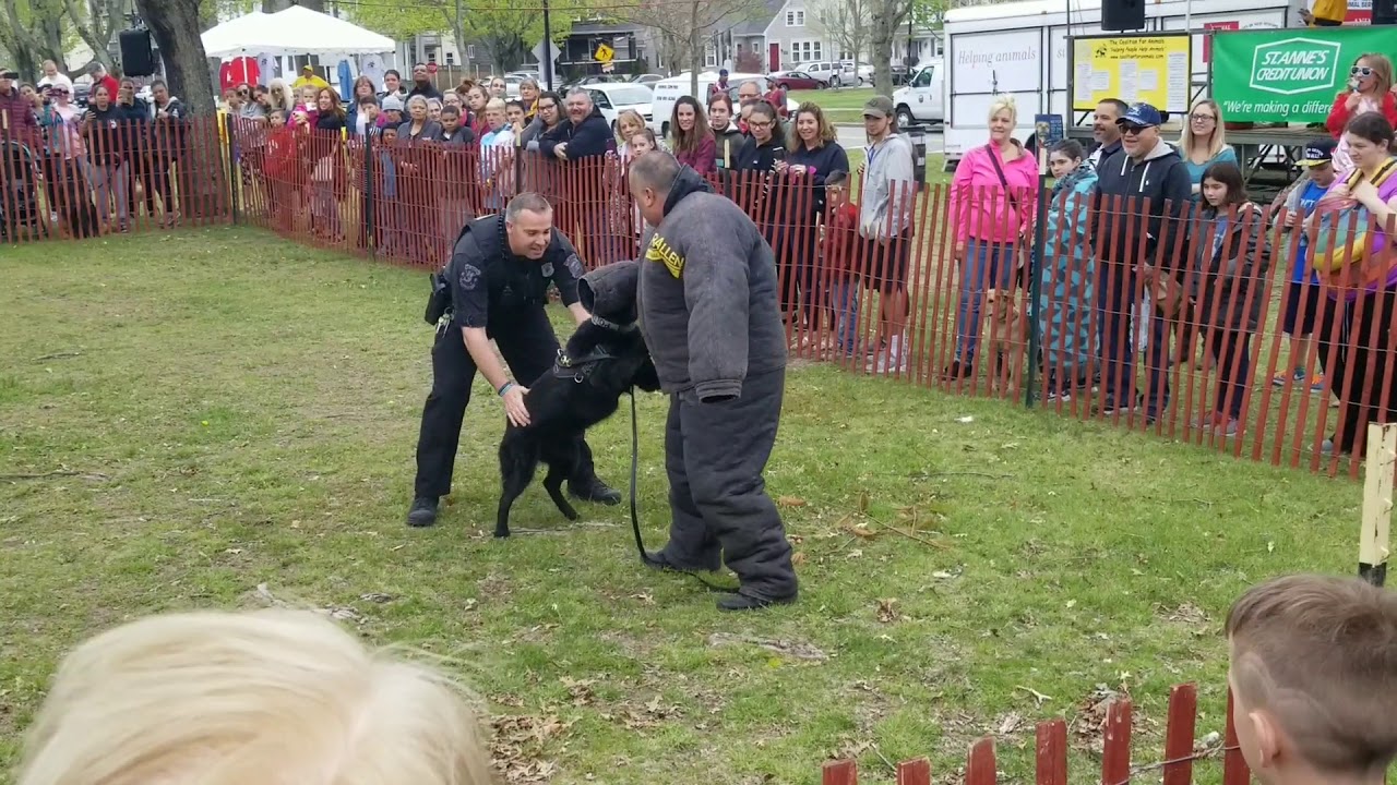 New Bedford Police dog, Thor, show how K-9 Unit pursues - YouTube