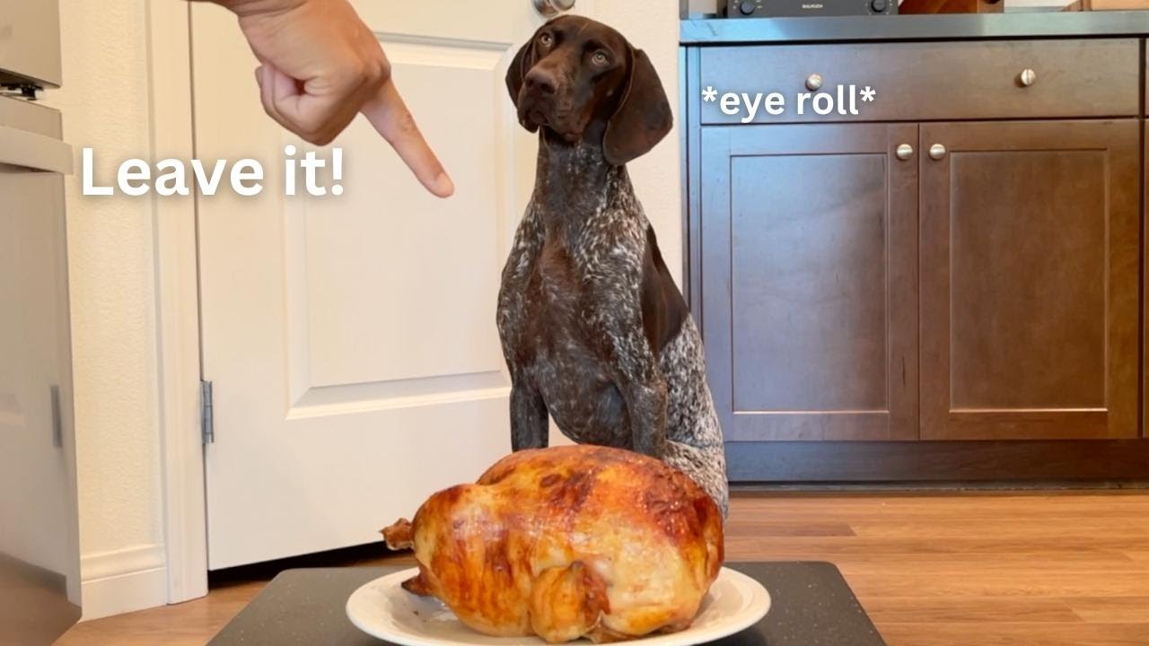 Leaving My Dog Alone With A Juicy Whole Chicken | German Shorthaired ...