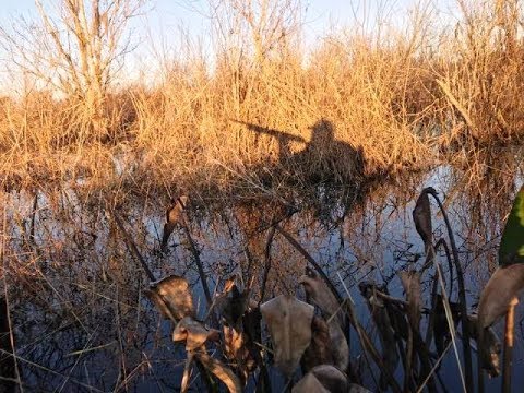 2017-2018 Florida Duck Hunting.  Big Lake Divers