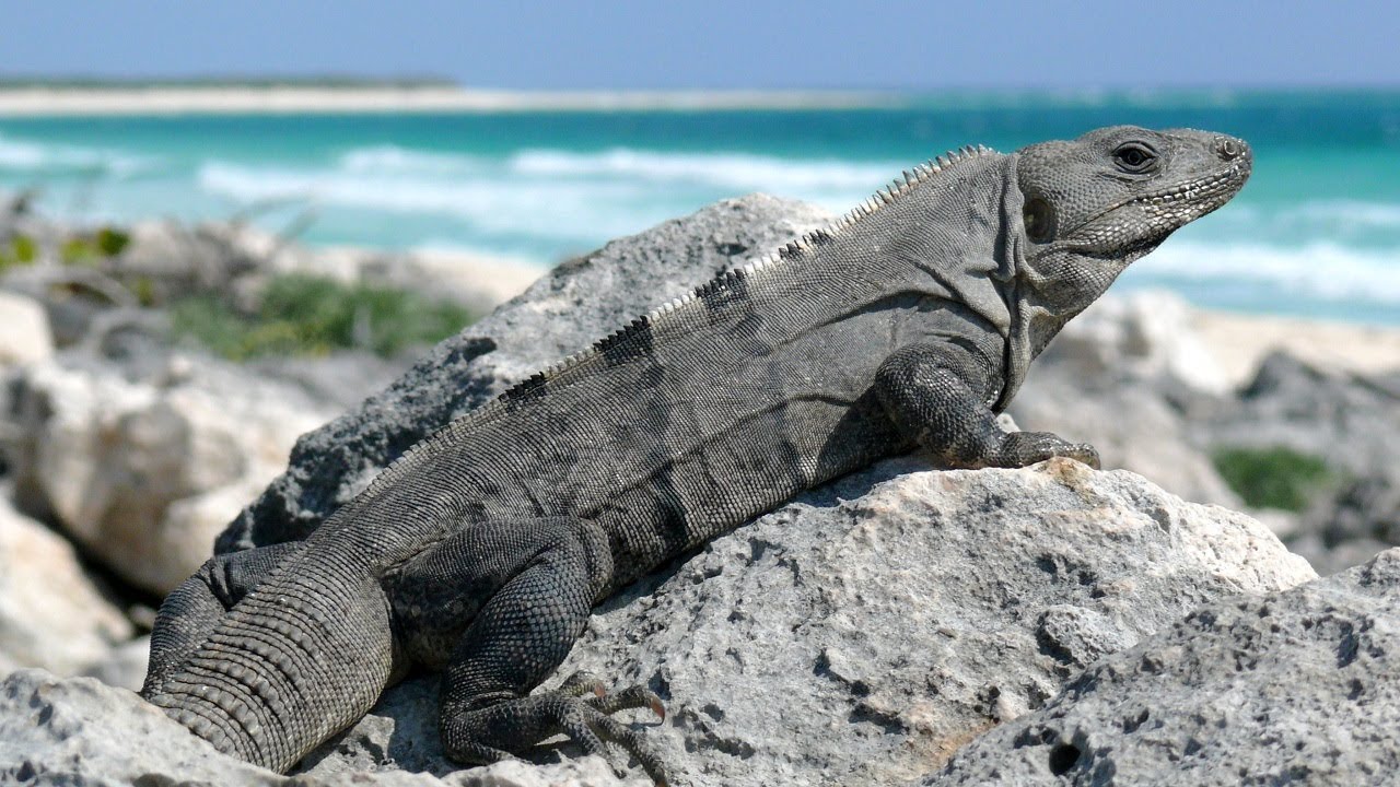 Ctenosaura Similis