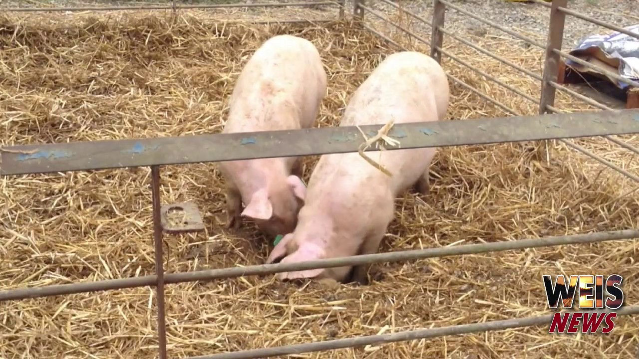 Cherokee County High School FFA Students Raising Pigs For 4-H Pig ...