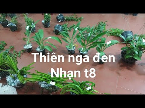 Lan rừng tối 03/8_0392598516_nhạn t8,thiên nga đen,giả hạc châu như,phi điệp hòa bình,quế t8,sóc ...
