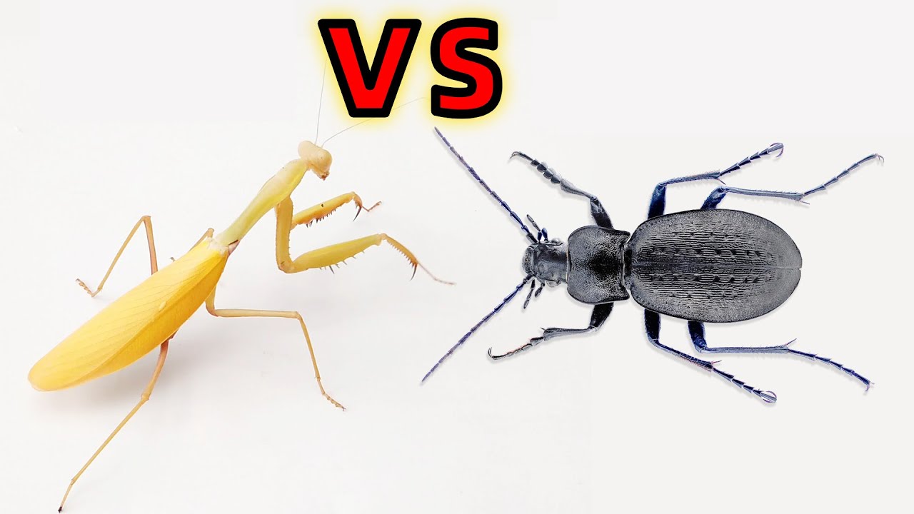 金色螳螂 VS 兇猛甲蟲！Mantis vs Ferocious beetle - YouTube