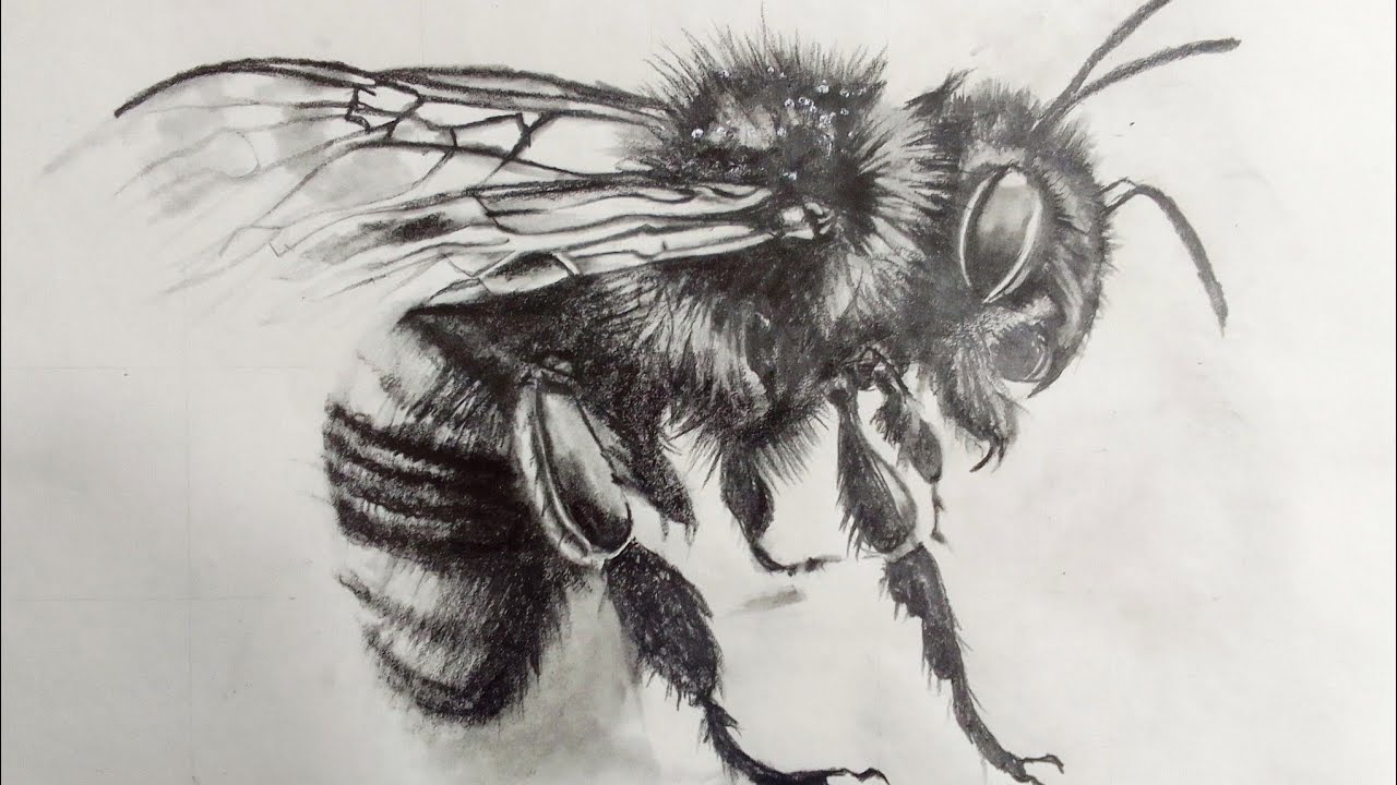 ️How to draw a Bee with the Sketch Method for Beginners \ Bee Drawing ...