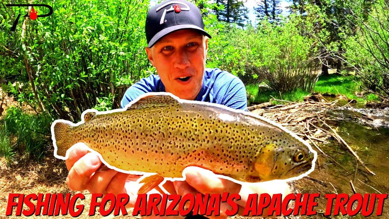 Fishing for Arizona's Apache Trout - YouTube