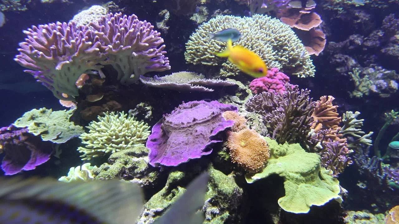 Pausefiskene er tilbage - YouTube