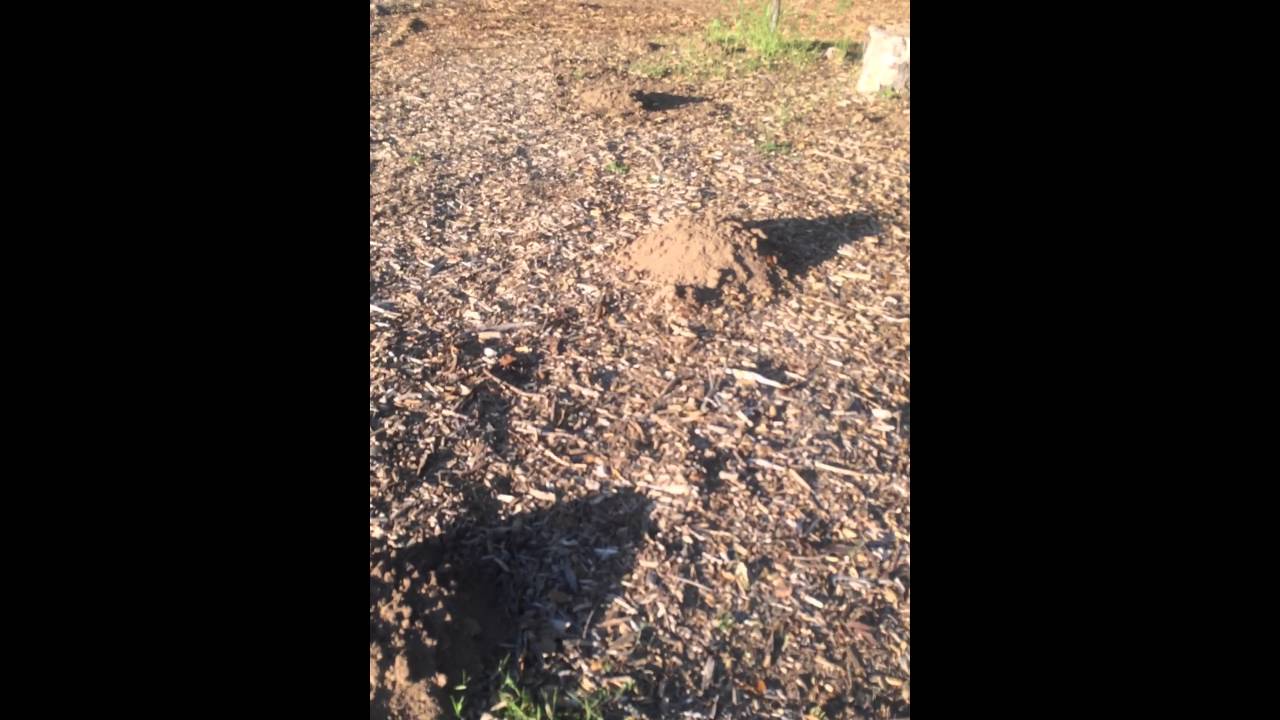 The biggest mole piles I've ever seen. This is not a gopher. - YouTube