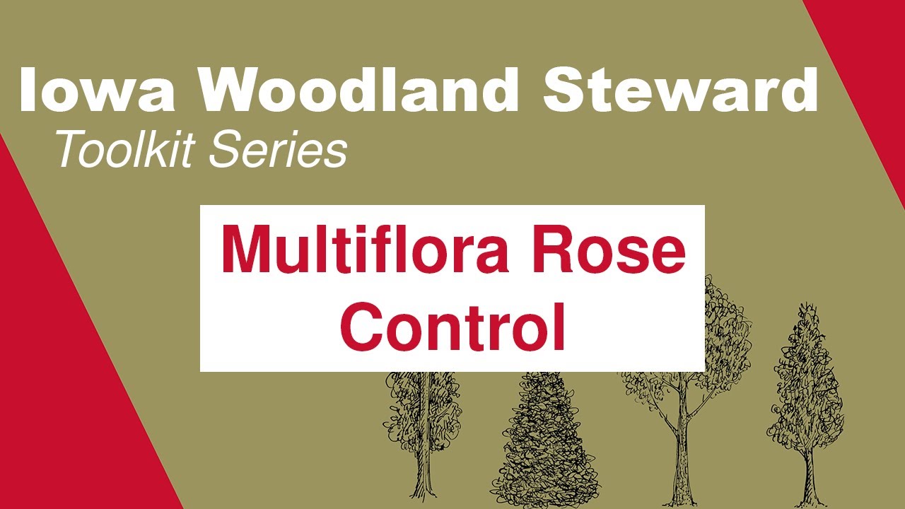 Multiflora Rose Control: Iowa Woodland Steward Toolkit Series - YouTube
