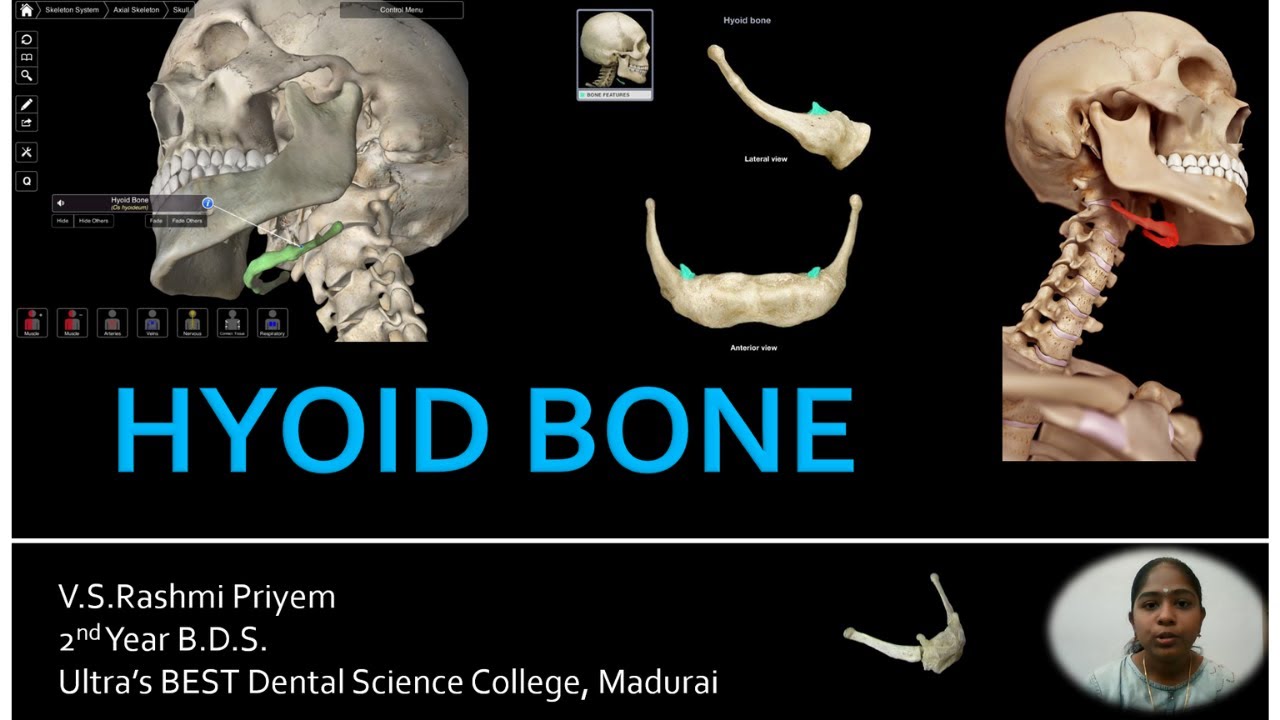 Hyoid Bone | Osteology | Location | Parts | Muscles & Structures ...