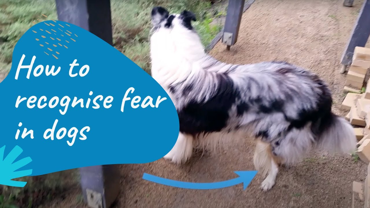 Recognising signs of fear in dogs - YouTube