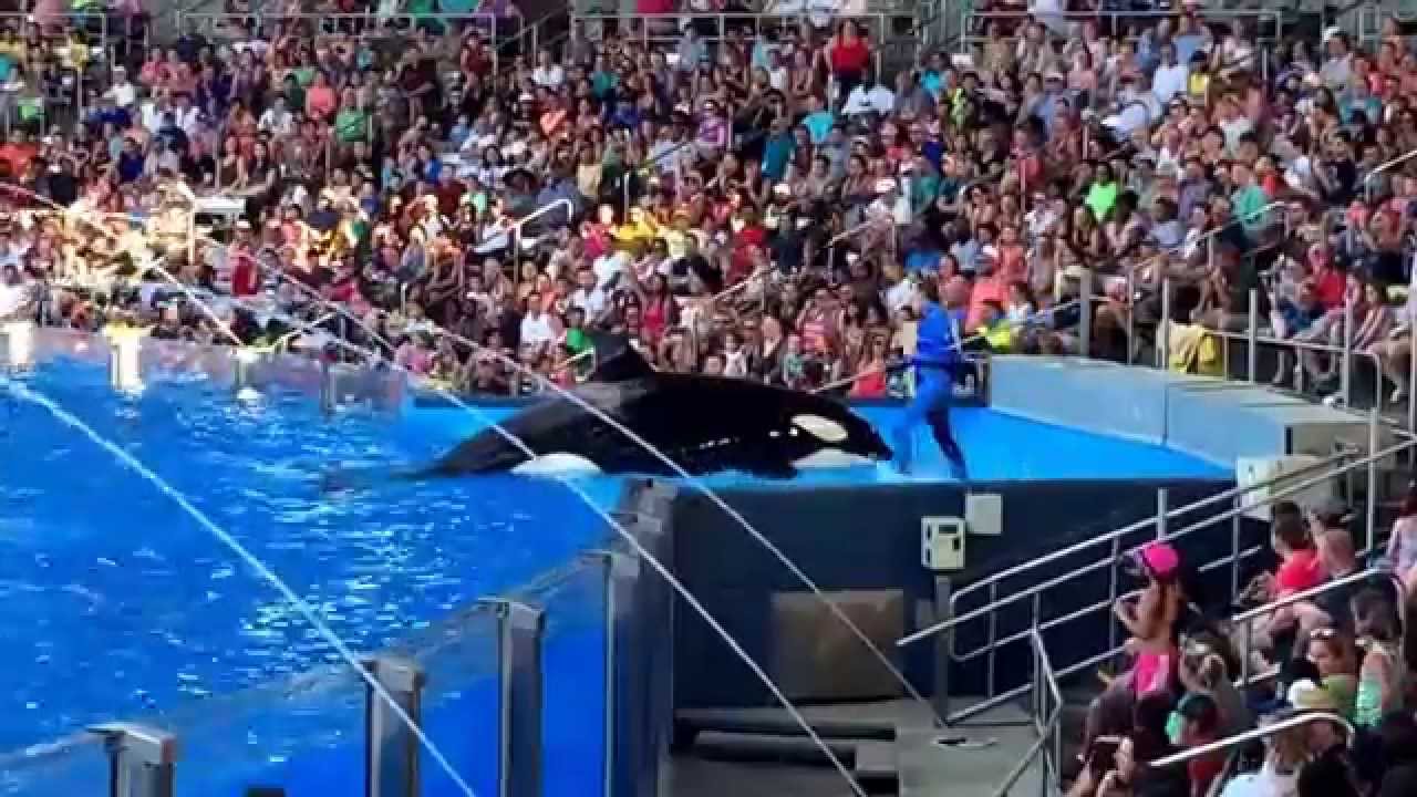 Shamu whale show at seaworld - YouTube