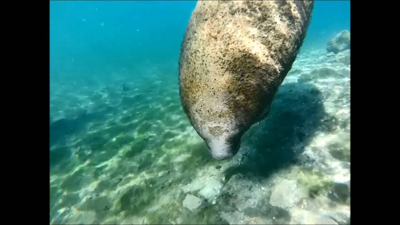 CRYSTAL RIVER/DEVIL'S DEN || Swimming with Manatees + Cave Diving - YouTube