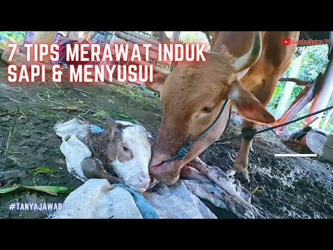7 Tips Merawat Induk Sapi Melahirkan & Menyusui