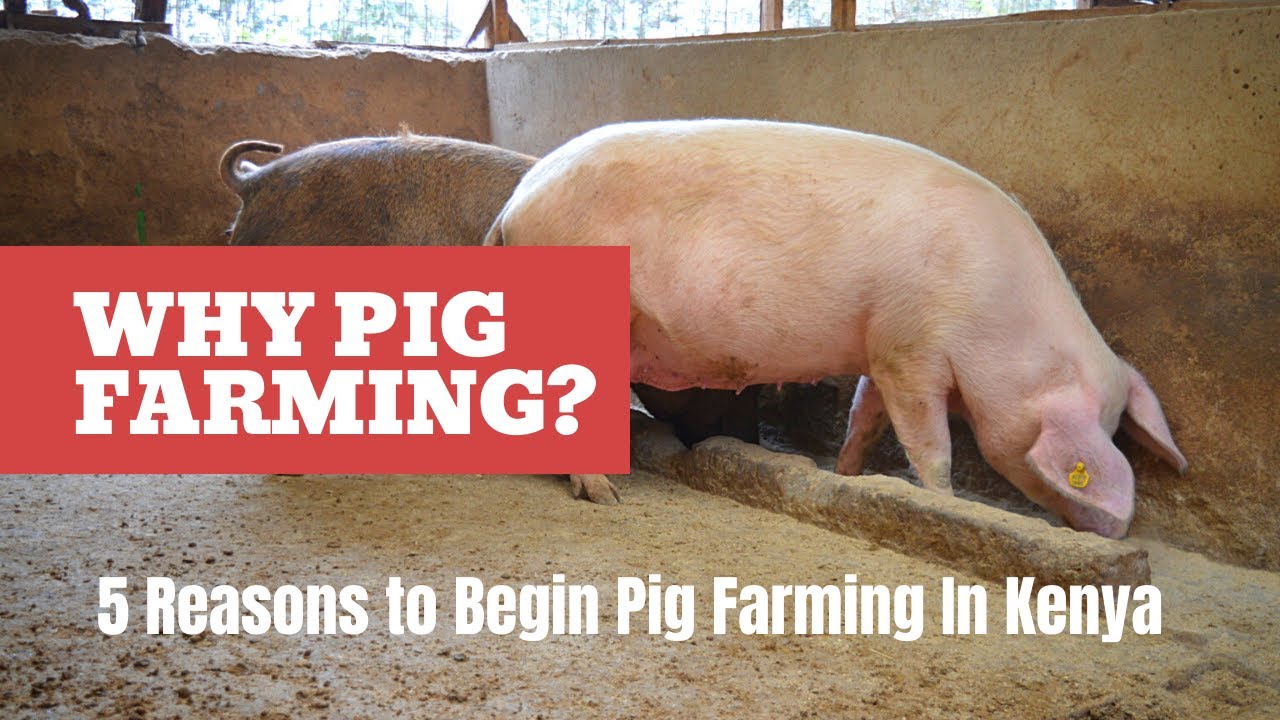 PIG FARMING IN KENYA|| Pema Pig Farm|| #pigfarming #pig #pigfarmingke # ...