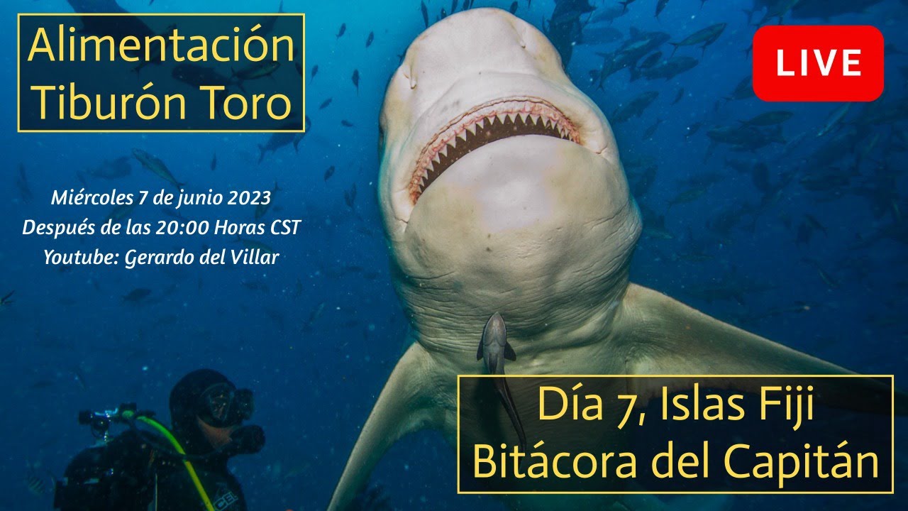 Tiburón Toro Comiendo